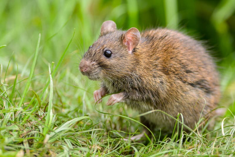 Rat sauvage photo stock. Image du pâturage, possédez, troupeau - 889118