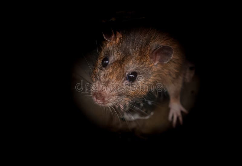 Rat On A Sewer With Black Background Stock Photo - Image of grate ...