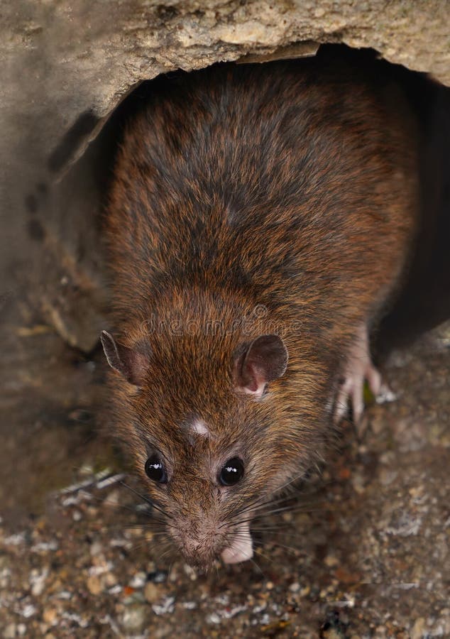 Rat on a Sewer, Drain Grate, Black and White, Vertical Stock Photo ...