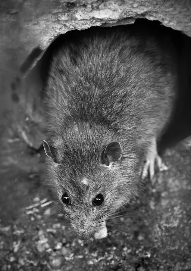 Rat on a Sewer with Black Background Stock Photo - Image of grate ...