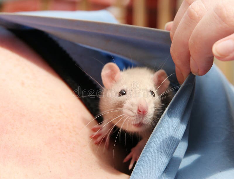 Rat in a shirt stock image. Image of pest, rodent, animal - 16511179