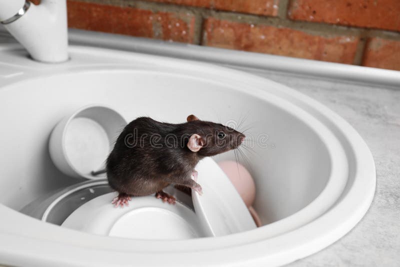 Rat in Sink with Dishes. Household Pest Stock Image - Image of gnawed ...