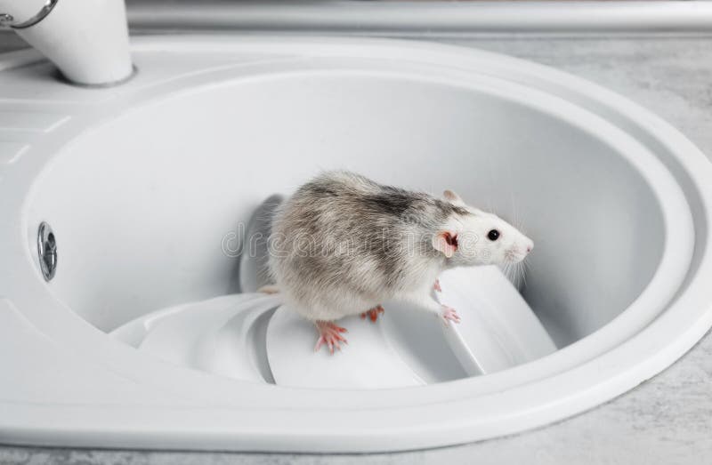 Rat Sink Dishes Household Pest Stock Photos - Free & Royalty-Free Stock ...