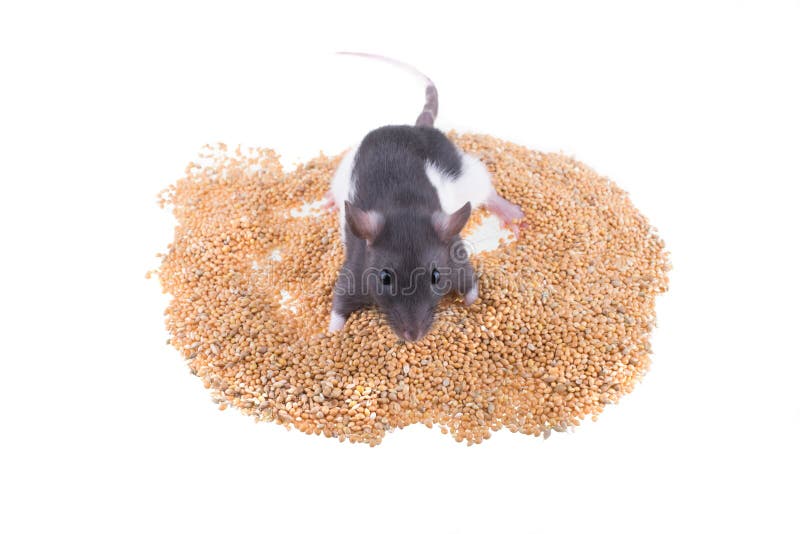 Rat Pile stock image. Image of pile, tail, collection - 9849665