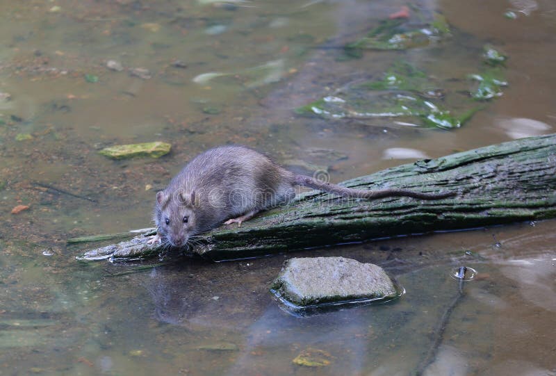 Rat Sits on a Rotten Tree Lying in the Water Stock Image - Image of ...