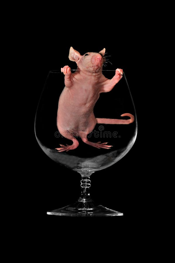 The Rat Sits in a Wine-glass Stock Illustration - Illustration of wine ...