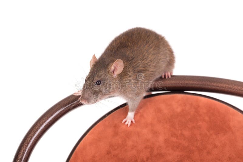 Rat sitting on a chair stock image. Image of closeup - 71653747