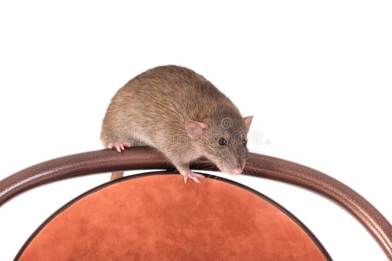 Domestic Rat Sitting Stock Photos - Download 1,693 Royalty Free Photos