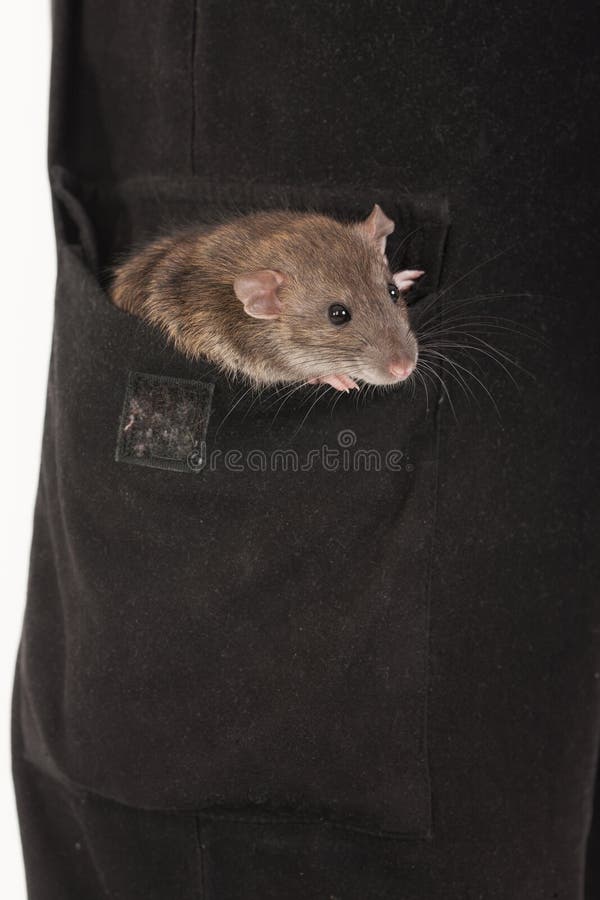 Rat in a pocket stock photo. Image of cute, mammal, comfortable - 15919760