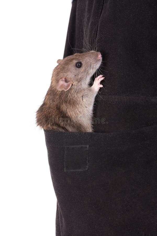 Rat sitting in the pocket stock photo. Image of young - 80389556