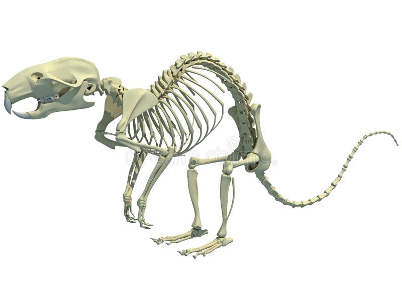 Mouse Skeleton 3d Stock Illustrations – 80 Mouse Skeleton 3d Stock ...