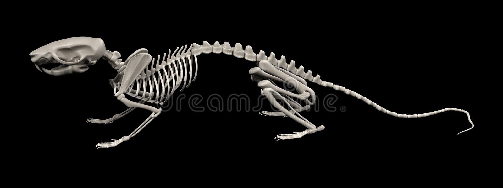 Mouse Skeleton - Front,top,side,back Stock Illustration - Illustration ...