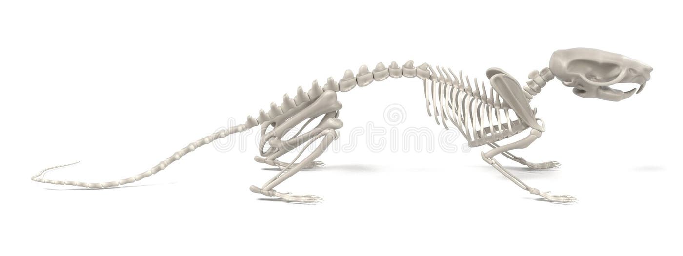 Rat Skeleton Stock Illustrations – 154 Rat Skeleton Stock Illustrations ...