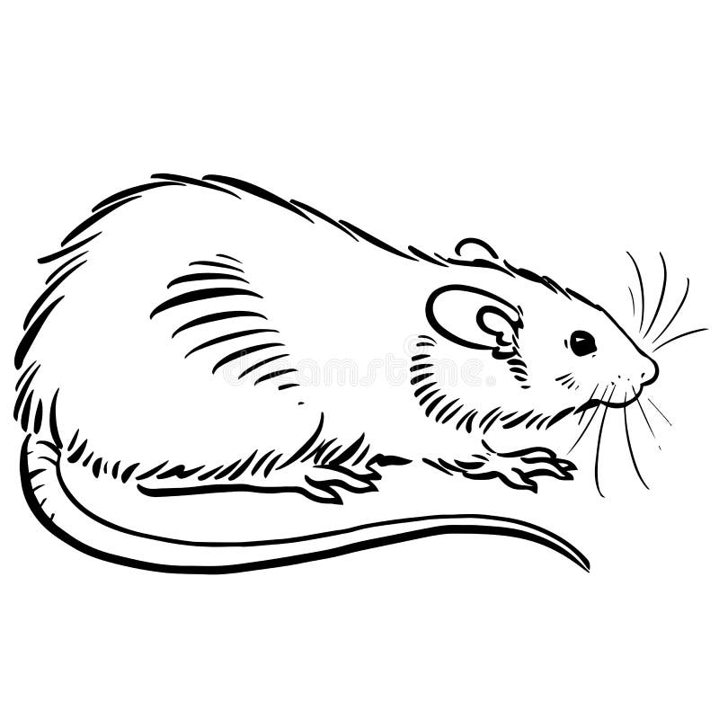 Rat Sketch Image on White Background Stock Vector - Illustration of ...