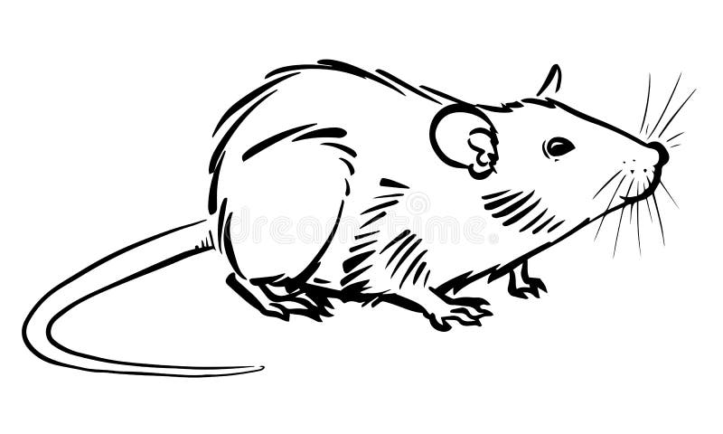 Rat Sketch Image on White Background Stock Vector - Illustration of ...
