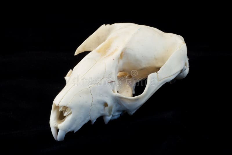 Mouse Skull Anatomy