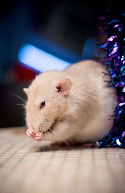 Rat with a sly look stock image. Image of rodents, nursling - 79105113