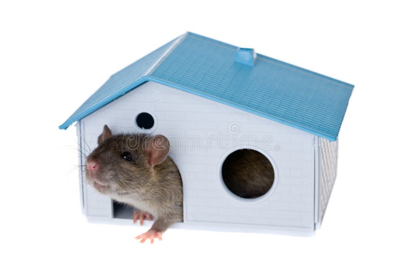 Degu beside Small Wooden Pet House Stock Photo - Image of decoration ...