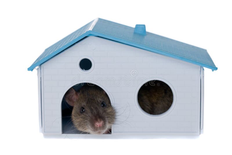 Rat in a small house stock photo. Image of isolated, domestic - 12972092