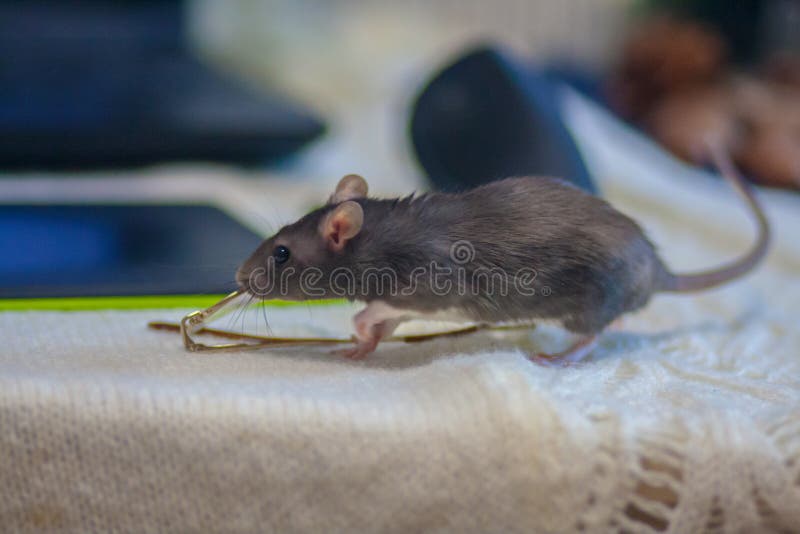 206 Phone Rat Stock Photos - Free & Royalty-Free Stock Photos from ...