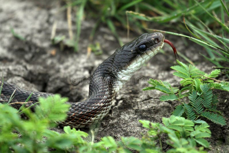 Rat Snake stock photo. Image of reptile, wildlife, forest - 19154832