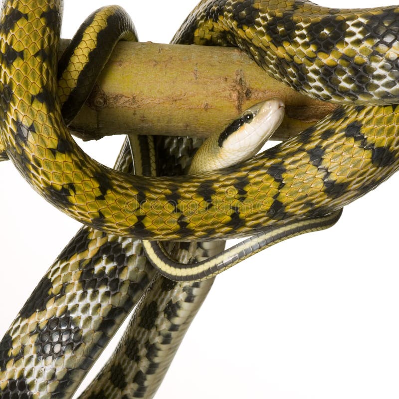 Blood stock photo. Image of colors, paint, color, spread - 2873288