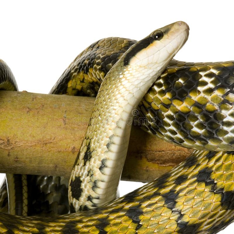 1,980 White Rat Snake Stock Photos - Free & Royalty-Free Stock Photos ...
