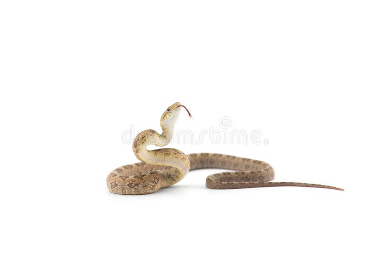 Rat Snake Attack Pose Isolated on White Background Stock Photo - Image ...