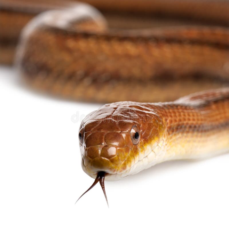 Rat Snake (Elaphe Taeniura) Stock Image - Image of diurnal, ratsnake ...