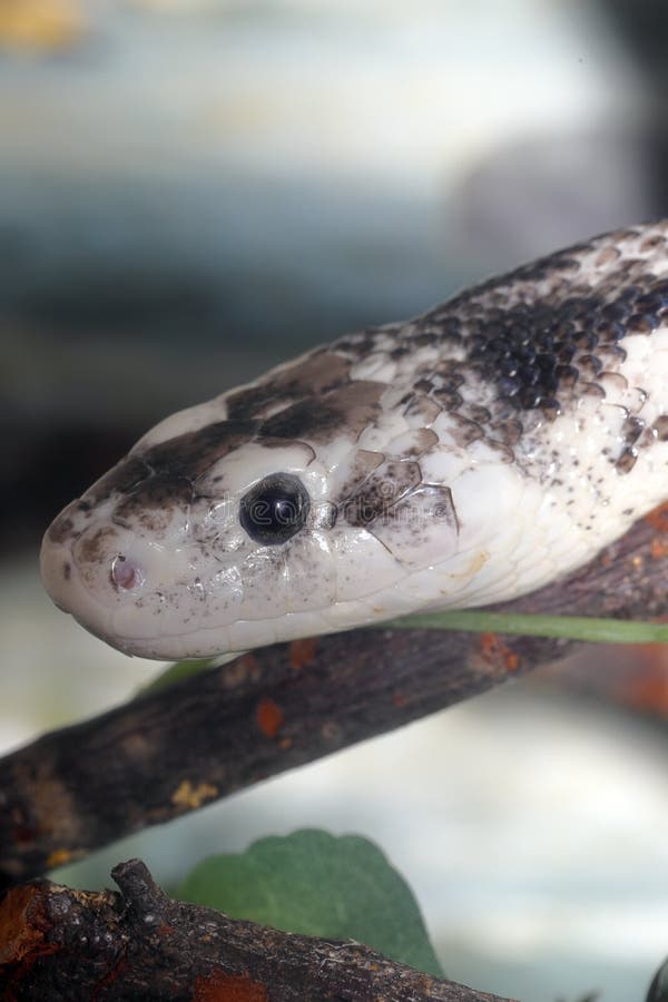 Rat Snake - Phantherophis Obsoleta - Resting on a Branch Stock Image ...