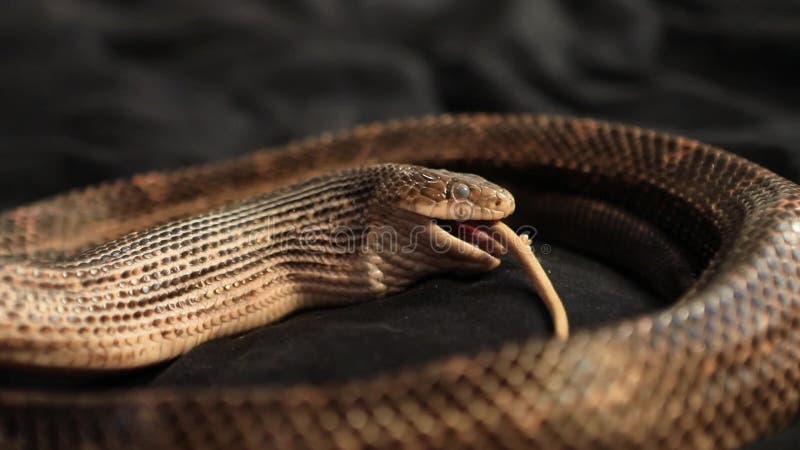 Rat Snake with Rat Prey between Its Jaws Stock Footage - Video of crawl ...