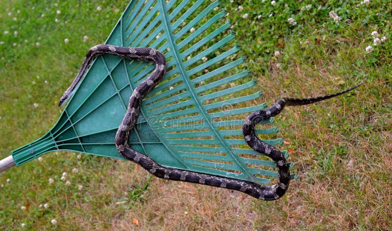 Rake Creature Stock Photos - Free & Royalty-Free Stock Photos from ...