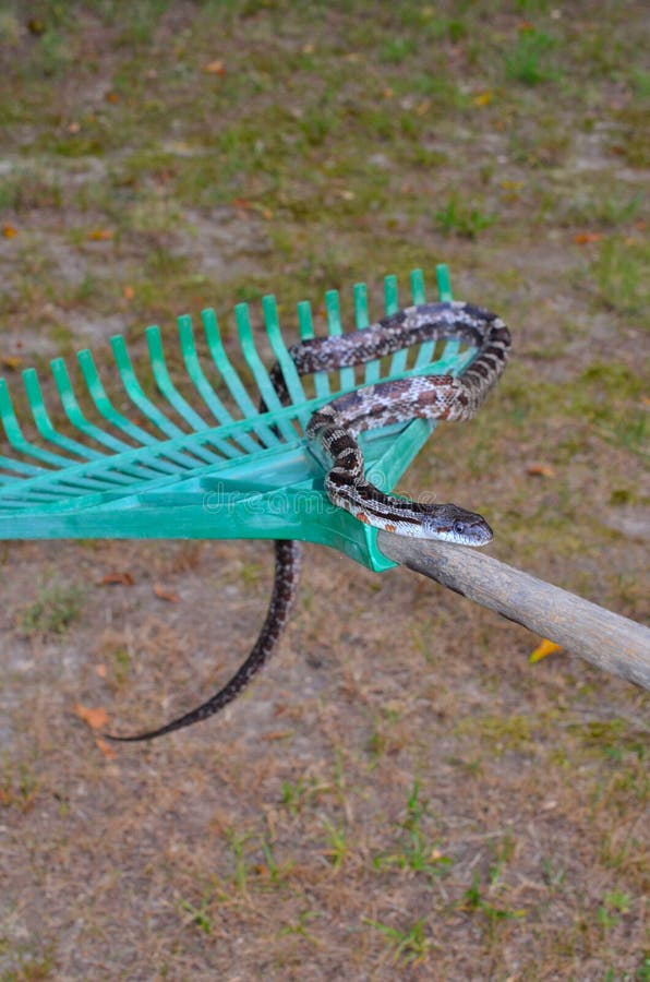 Rat snake on a rake stock image. Image of outdoor, outside - 72164807