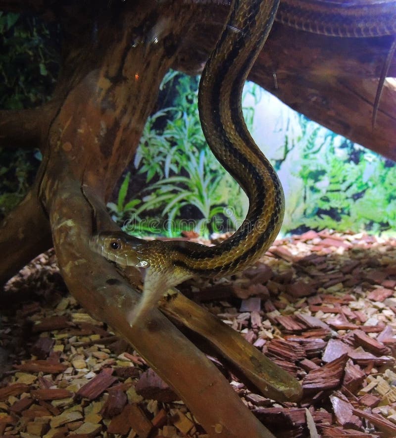Rat snake stock image. Image of open, mouth, head, crawl - 86579809