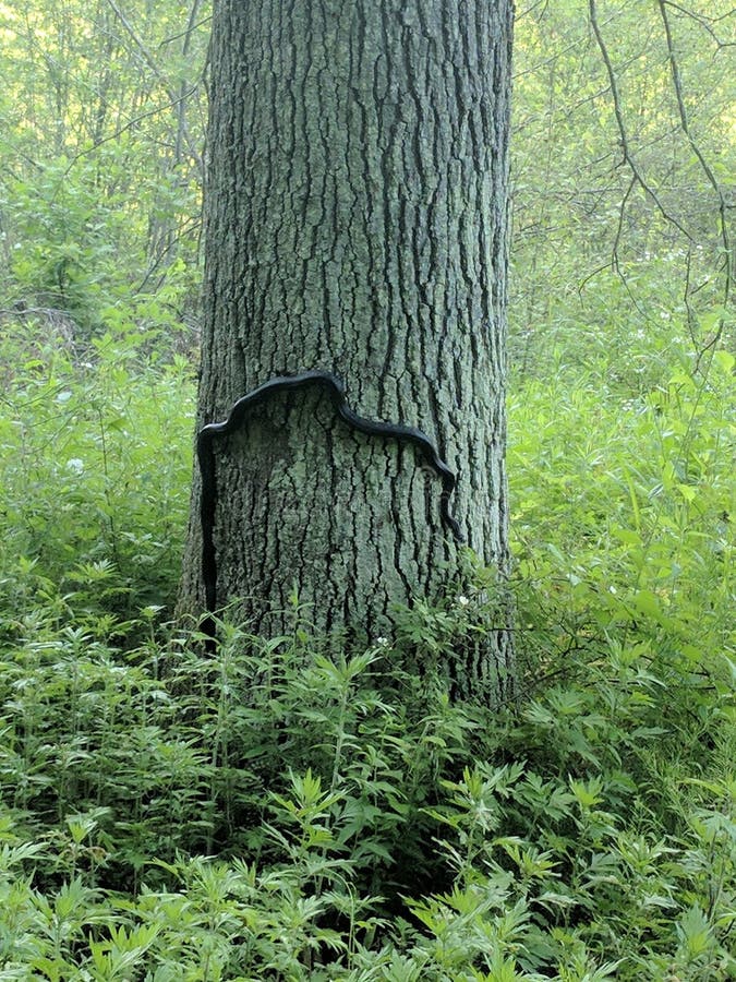 Rat Snake Climbing Tree Stock Photos - Free & Royalty-Free Stock Photos ...