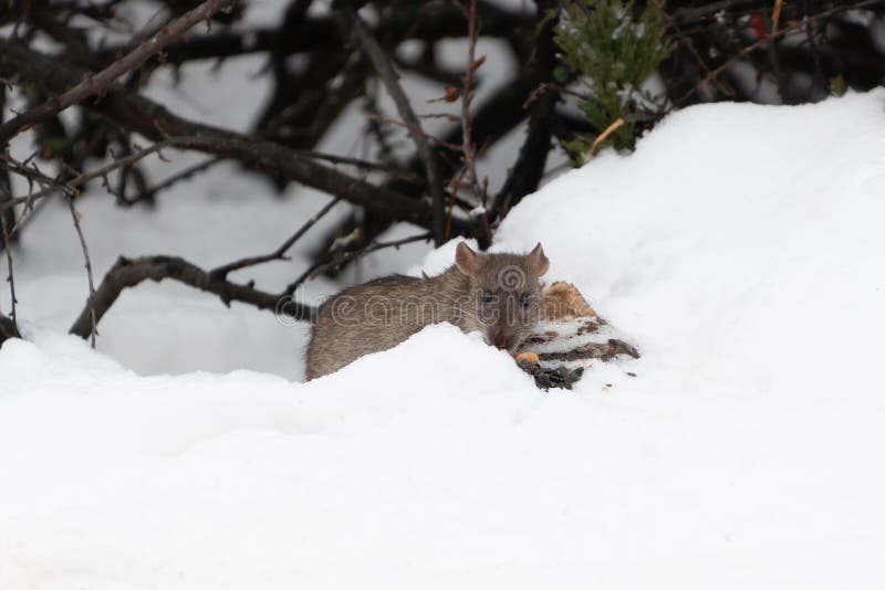 Rat in the Snow. Animals in the Wild Stock Photo - Image of animal ...