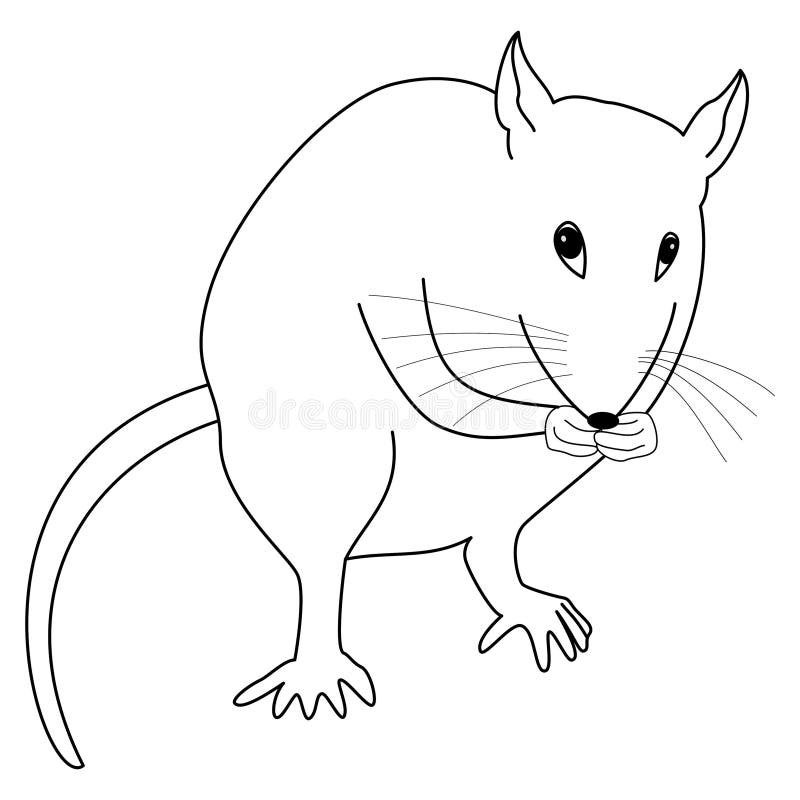 Rat Standing on Hind Legs with Hands in Mouth Stock Vector ...