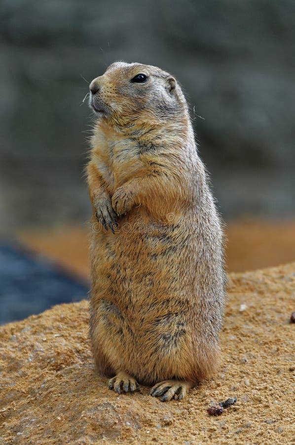Rat is Standing on Its Two Legs Stock Photo - Image of mountain, head ...
