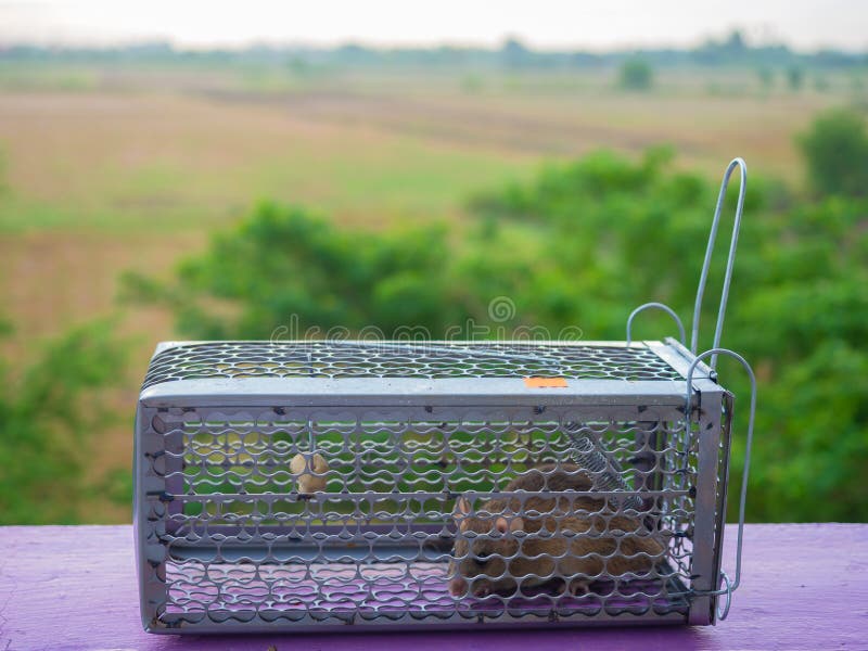 Rat stuck in a cage stock photo. Image of brown, cage - 198738472