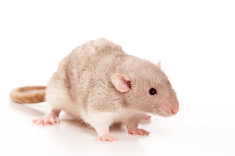 Rat on studio stock photo. Image of animal, domestic - 134521944