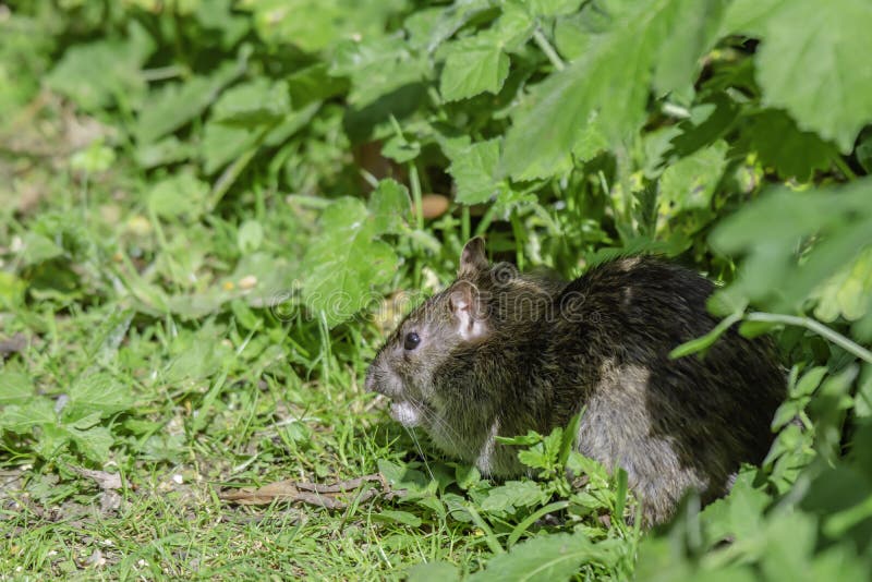 Rat Sur Le Plancher De Forêt Image stock - Image du poilu, royaume ...