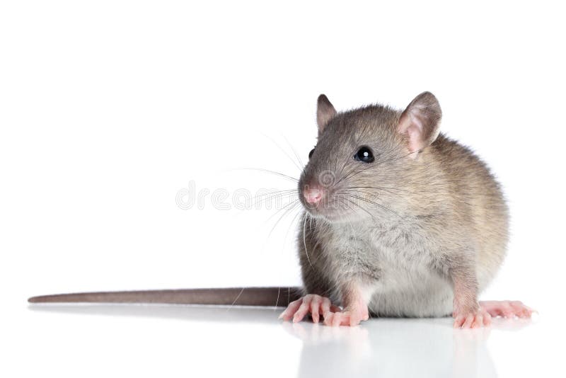 Rat blanc image stock. Image du curiosité, verticale - 20434569