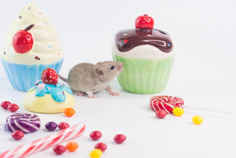 Rat and Sweet Candy. Cute Rodents Stock Photo - Image of scary, candy ...