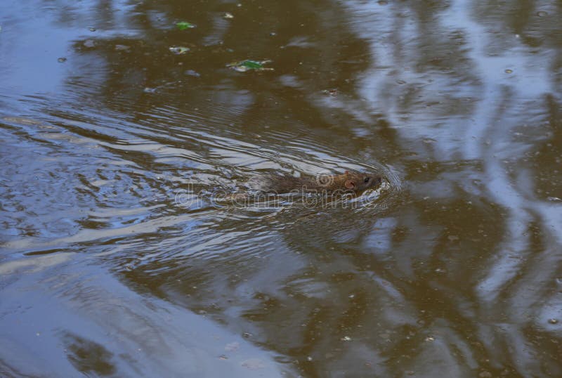 Rat Swims in the Muddy Water of the River Stock Photo - Image of water ...