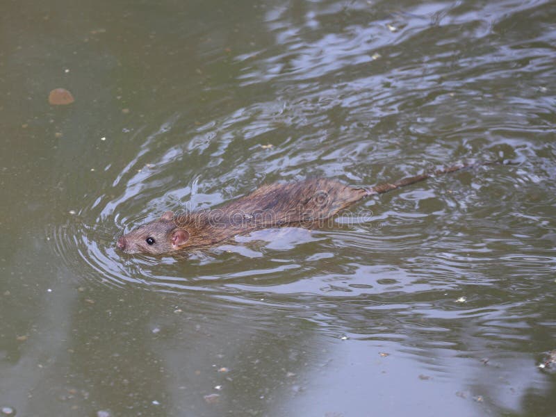 Rat Swims in the Muddy Water of the River Stock Photo - Image of mammal ...