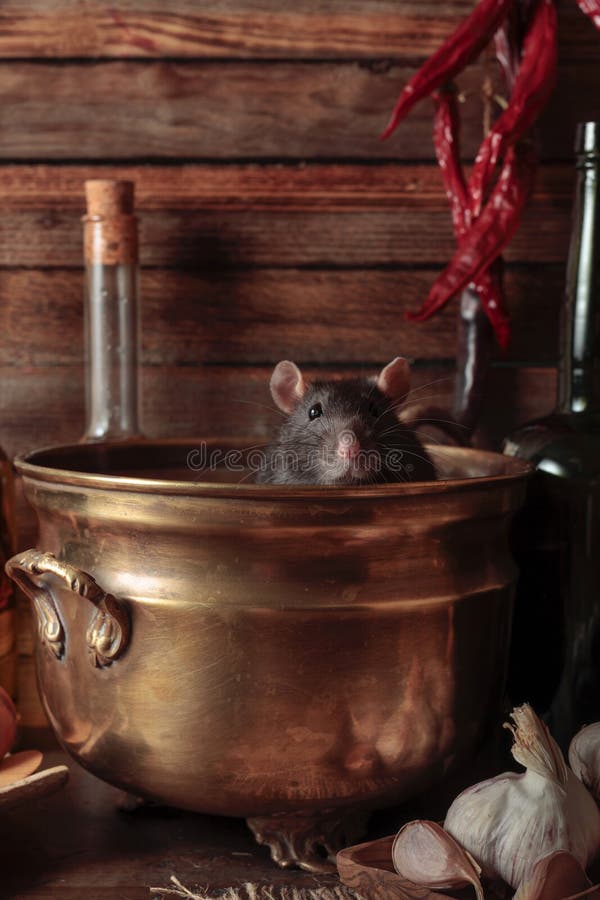 Rat on a Table with Old Kitchen Utensils Stock Image - Image of rusty ...