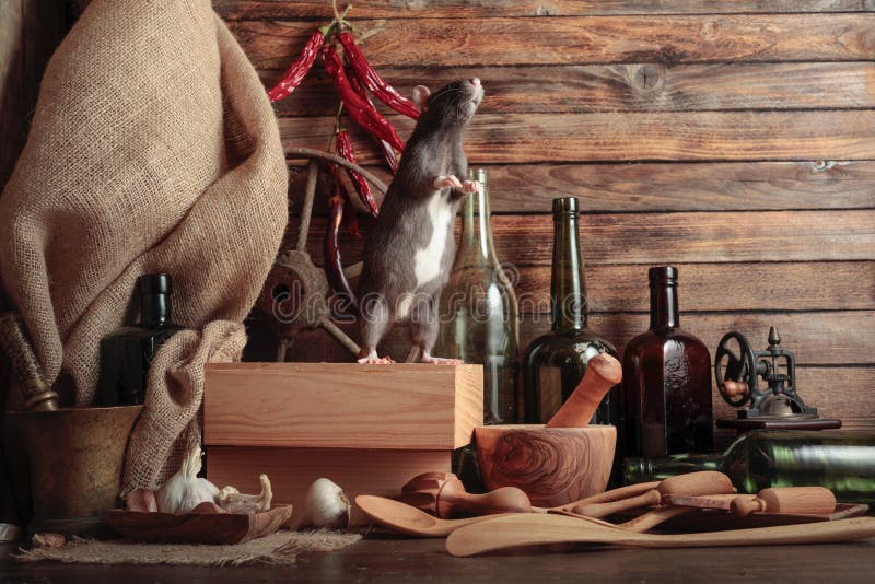 Rat on a Table in an Old Shed Stock Image - Image of animal, funny ...