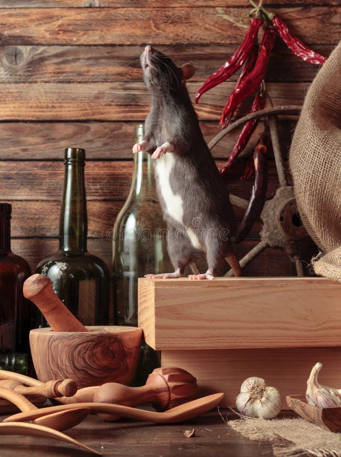 Rat on a Table in an Old Shed Stock Photo - Image of pretty, kitchen ...