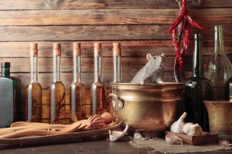 Rat on a Table with Old Kitchen Utensils Stock Photo - Image of mammal ...