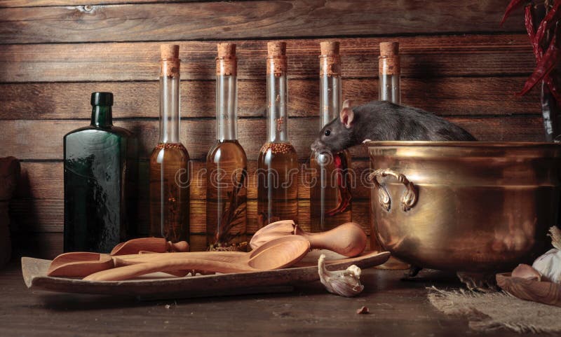 Rat on a Table with Old Kitchen Utensils Stock Image - Image of pretty ...